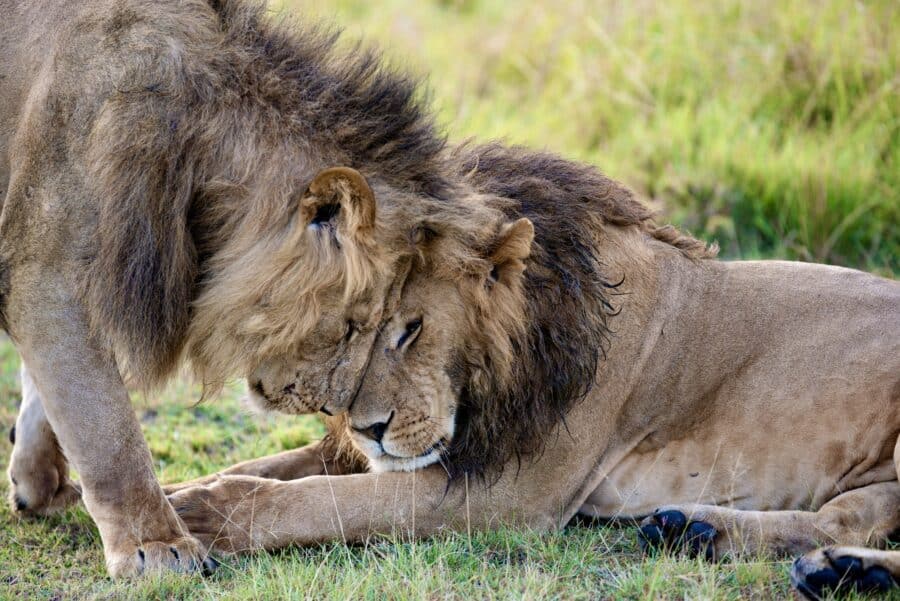 5 Reasons to Go on a Family Safari with Micato - Micato Safaris