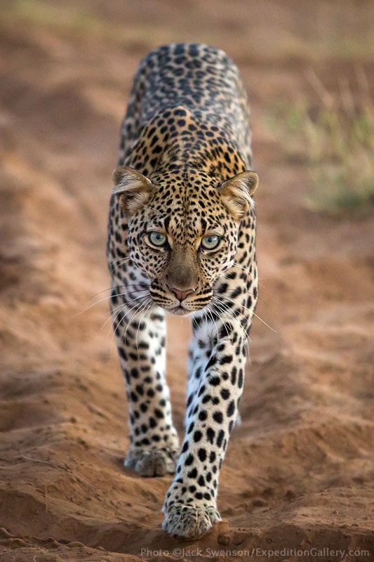 Wildlife Spotlight: The African Leopard - Micato Safaris