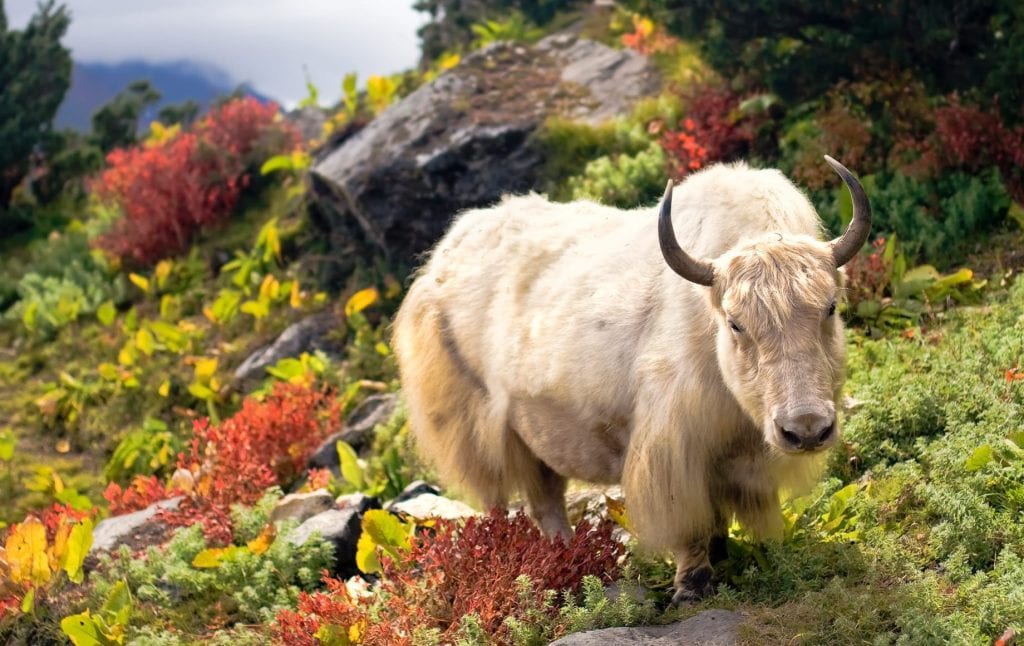 The Kingdom of Bhutan - Luxury India Extension - Micato Safaris