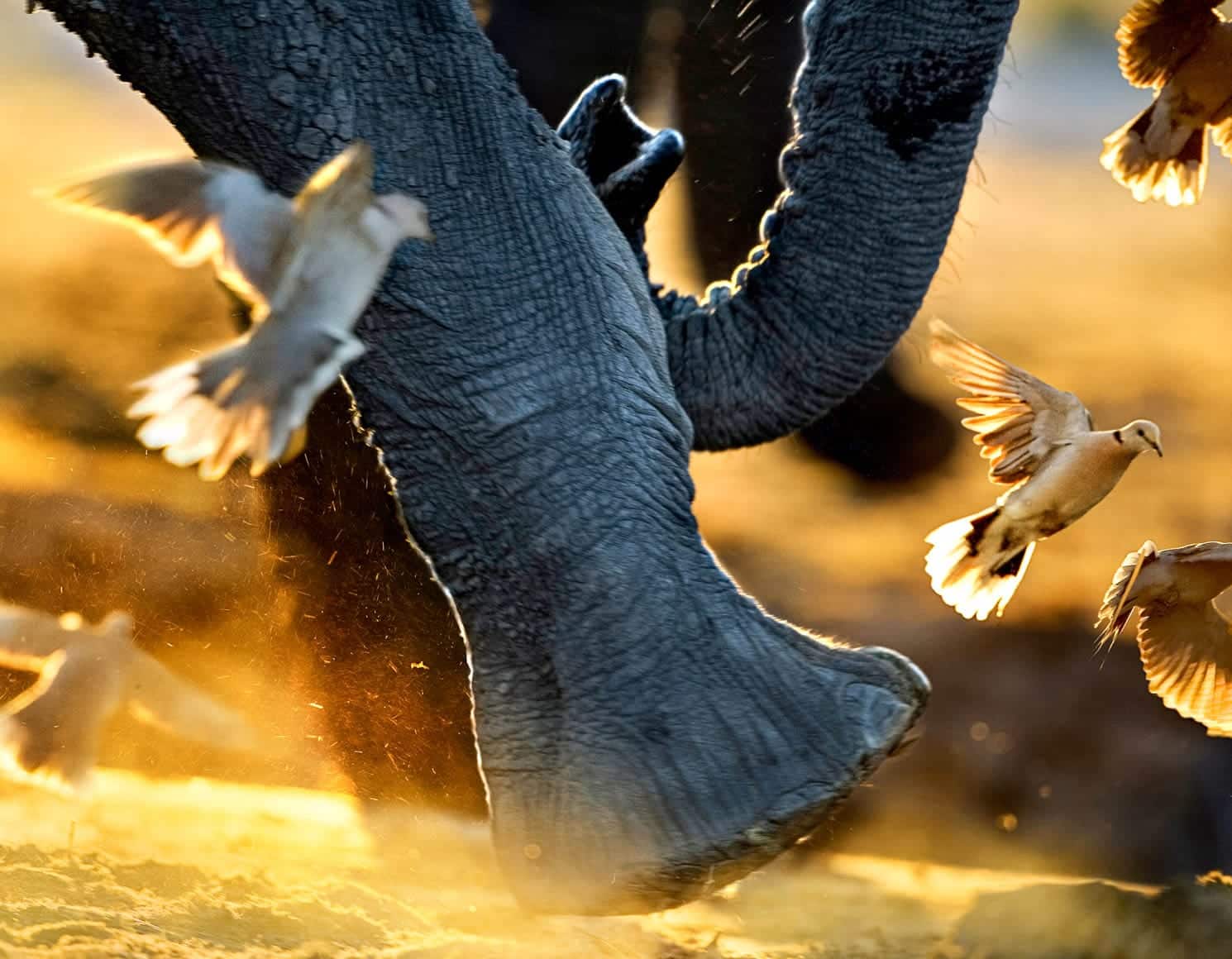 The Safari Experience - Micato Luxury African Safaris