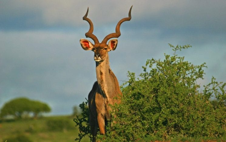 The Western Cape - Africa Destination - Micato Luxury Safaris