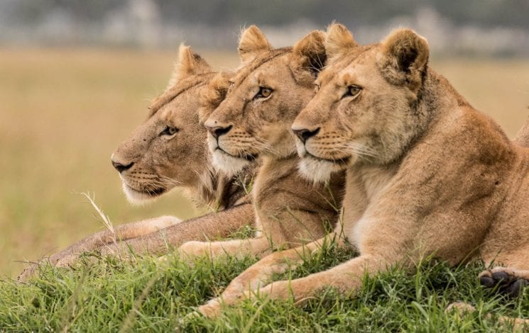 Your First Glimpse of a Lion - Micato Luxury Africa Safaris