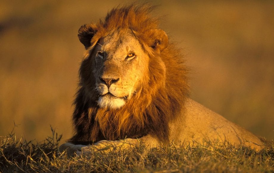 Your First Glimpse of a Lion - Micato Luxury Africa Safaris