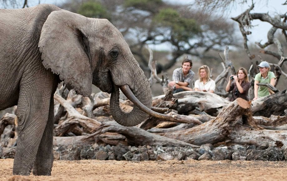 Meet an Elephant - Africa Experience - Micato Luxury Safaris