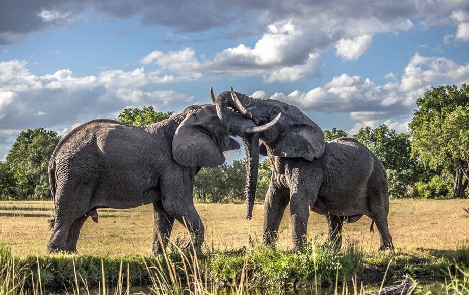 Meet an Elephant - Africa Experience - Micato Luxury Safaris