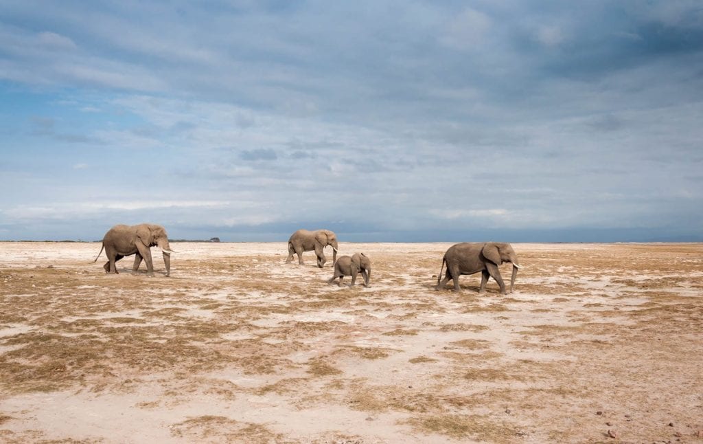 Meet an Elephant - Africa Experience - Micato Luxury Safaris