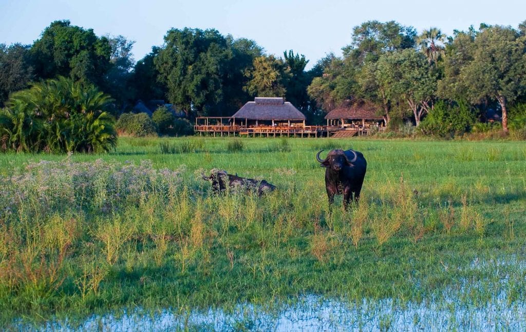 Mombo Camp - Camps & Lodges - Micato Luxury Africa Safaris