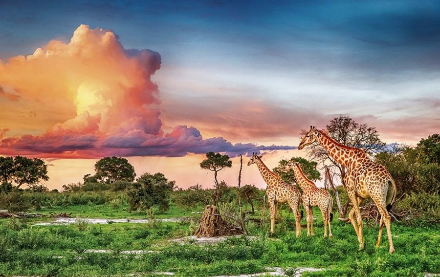 The Okavango Delta, Botswana - Luxury Africa Destination - Micato Safaris