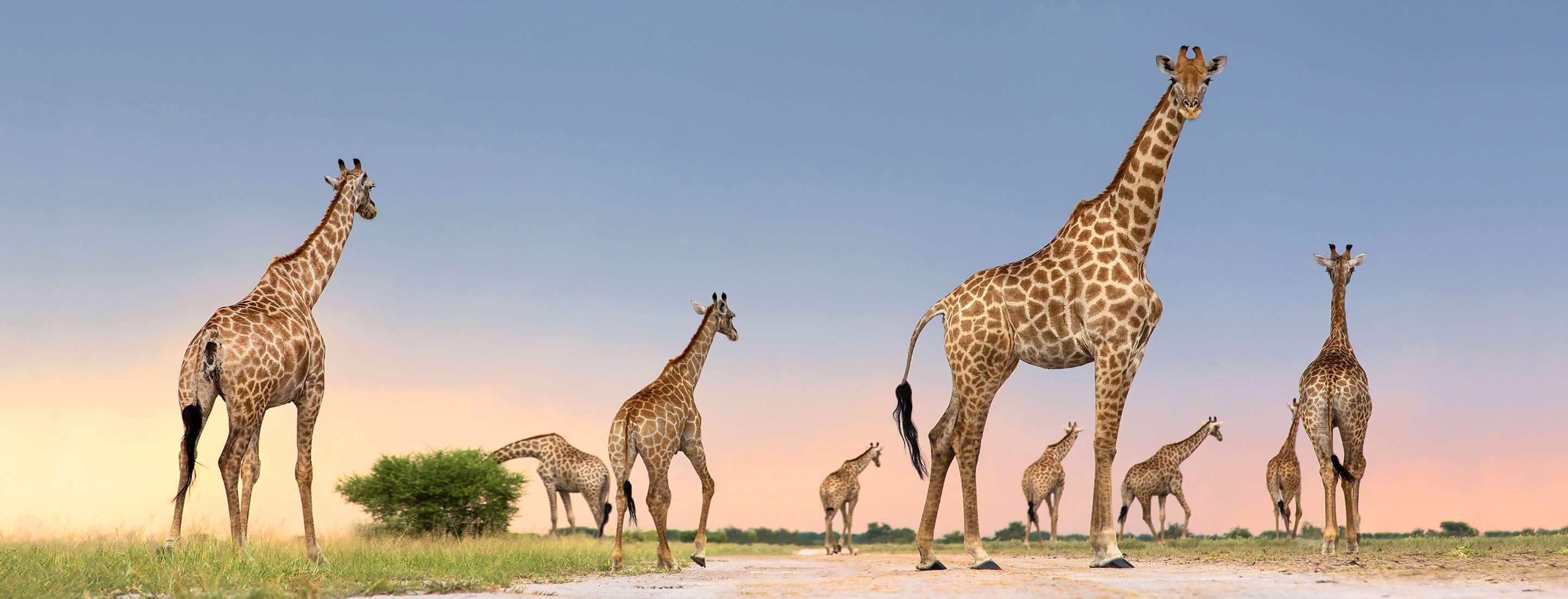 The Micato Webinar - Micato Safaris