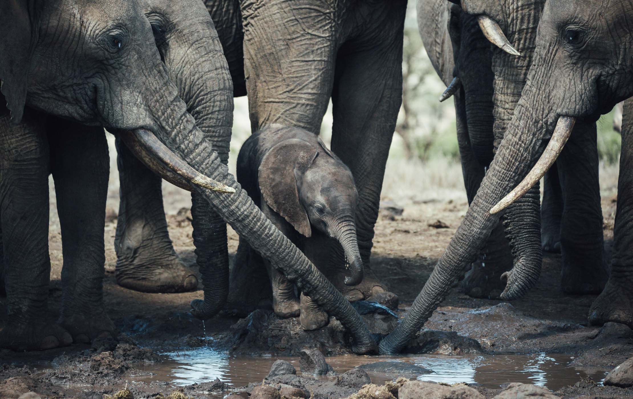 Lewa Conservancy, Kenya - Luxury Africa Safari Destination - Micato Safaris