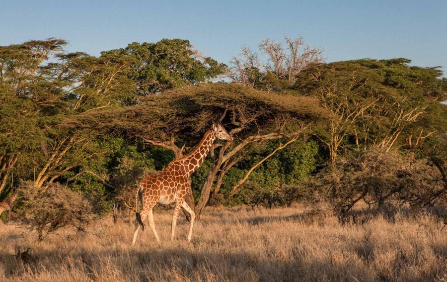 Lewa Conservancy, Kenya - Luxury Africa Safari Destination - Micato Safaris