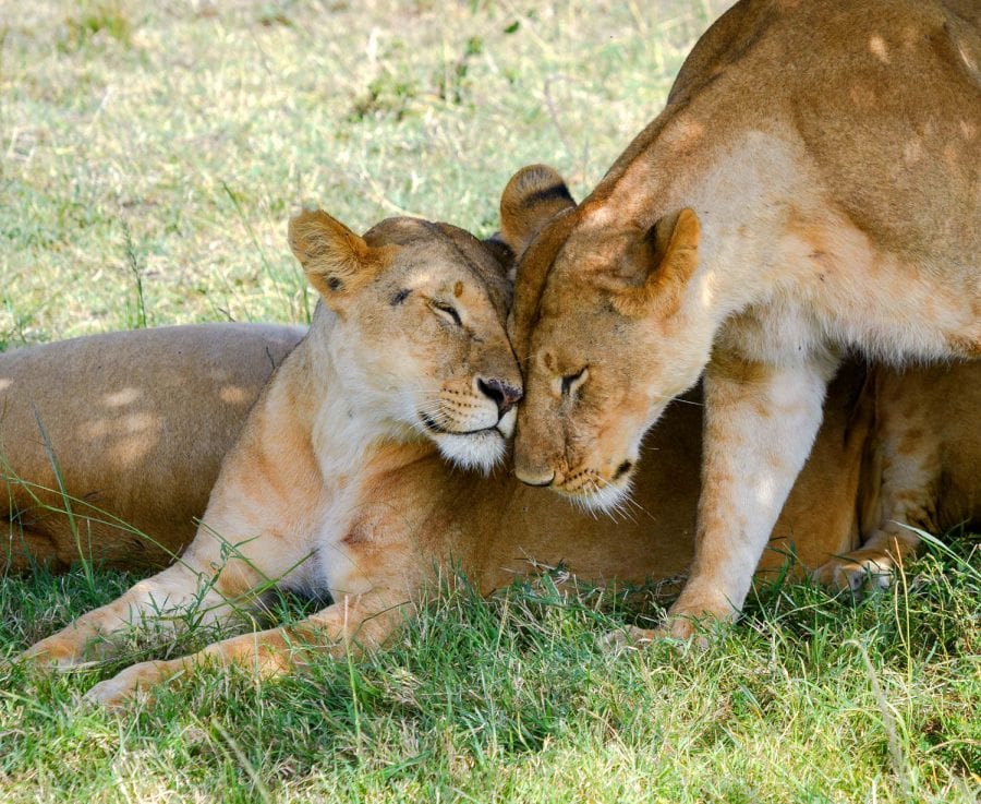 Disney's "The Lion King": Watch the New Trailer Here - Micato Safaris