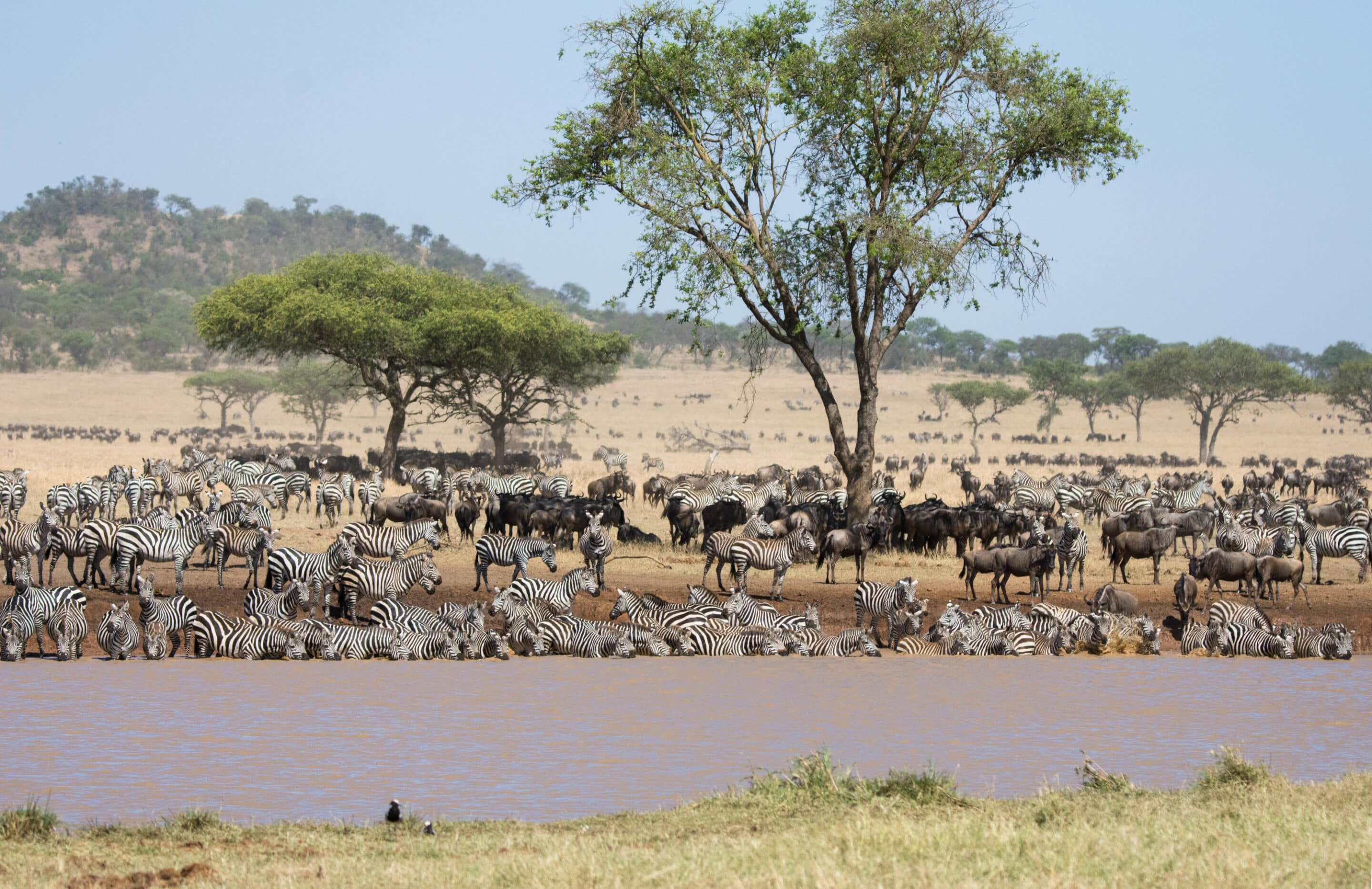 Kenya: A Country That Thinks Green - Micato Safaris