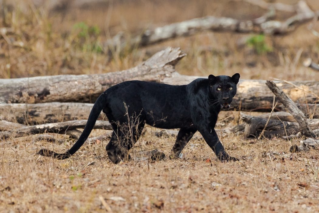 SAYA, The Elusive Black Panther of Kabini - Micato Safaris