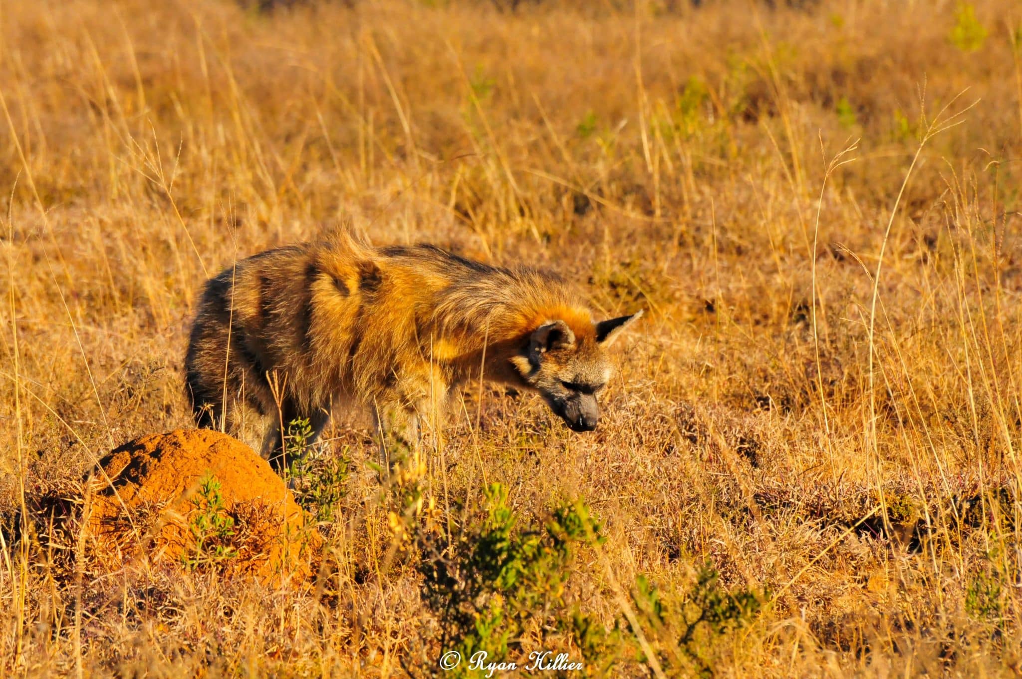 Wildlife Spotlight: The African Aardwolf - Micato Safaris