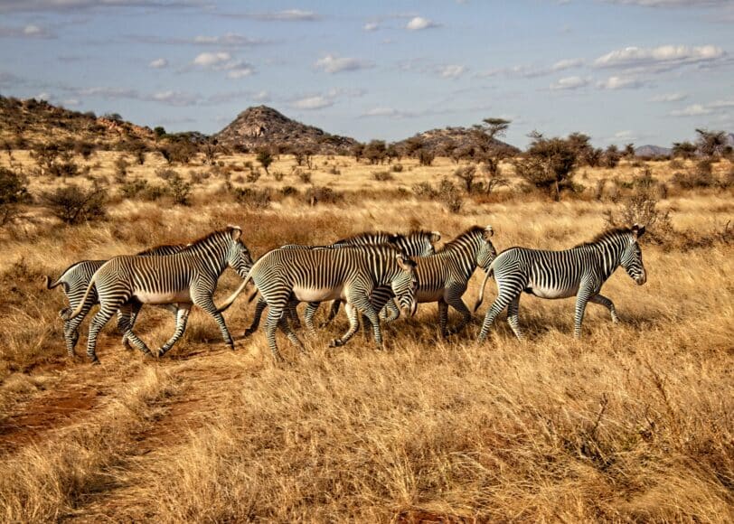 A Safari Primer: Where to go, What to Expect - Micato Safaris