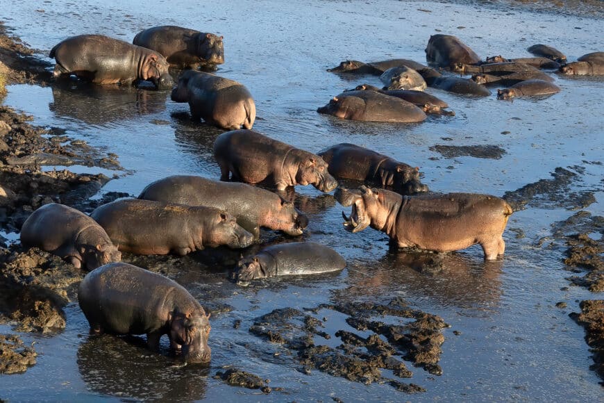 Wildlife Spotlight: The African Hippo - Micato Safaris