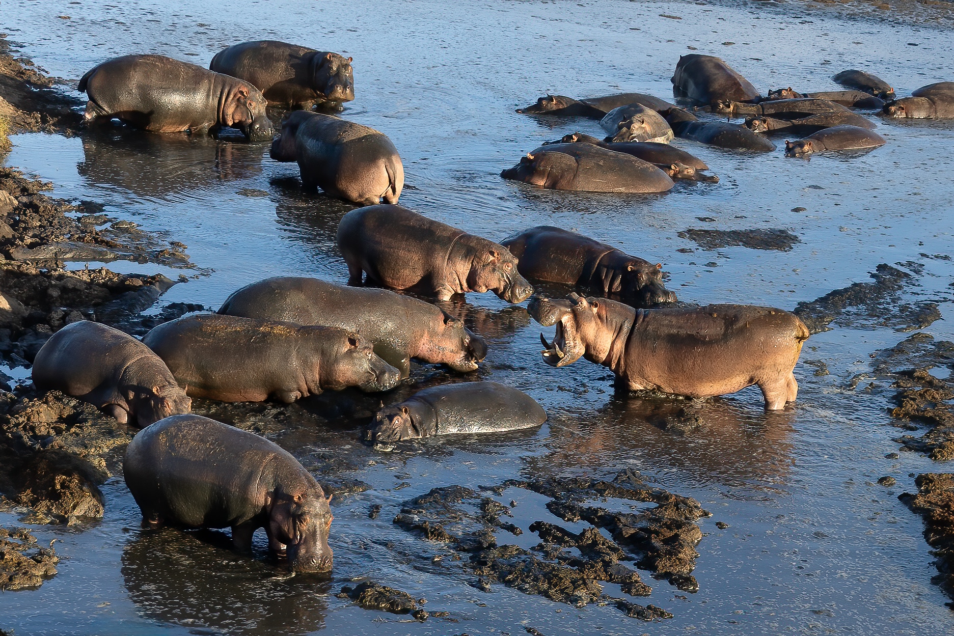 Wildlife Spotlight: The African Hippo - Micato Safaris