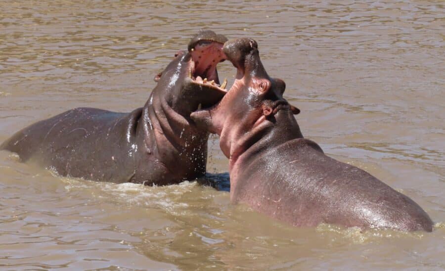 Wildlife Spotlight: The African Hippo - Micato Safaris