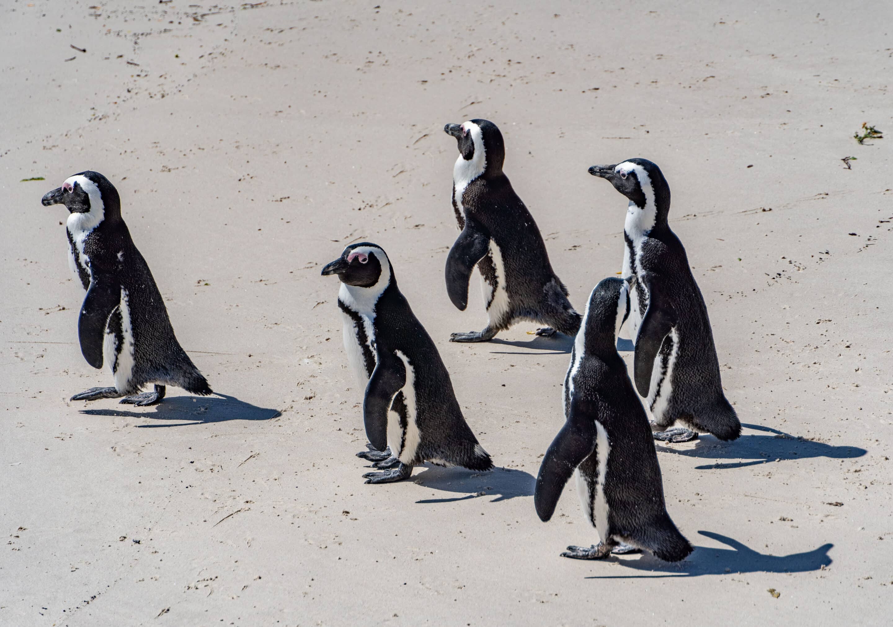 Wildlife Spotlight: The African Penguin - Micato Safaris