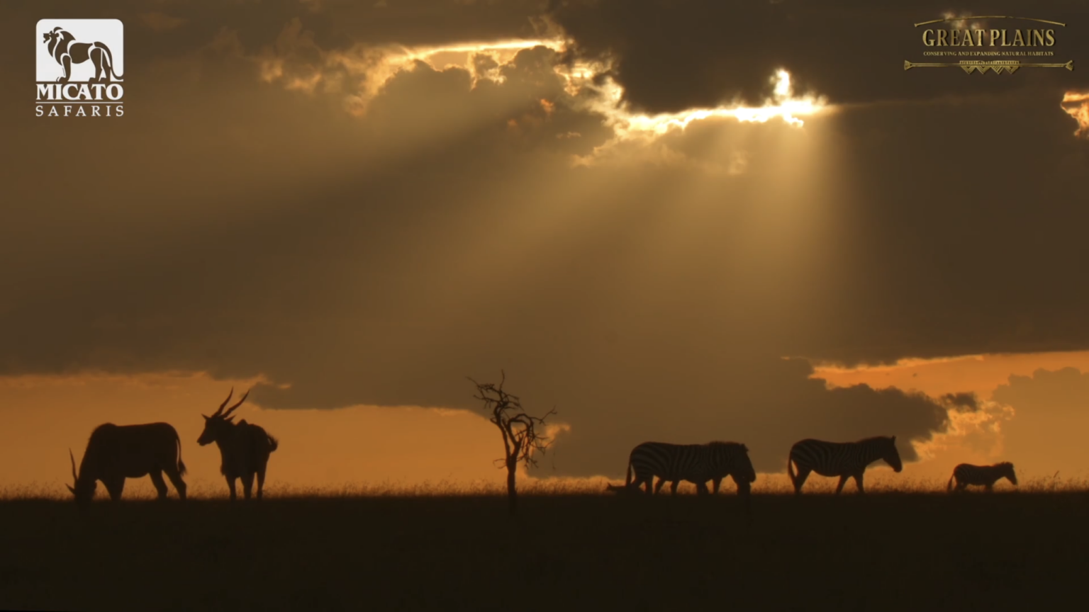 Luxury African Safari Photo & Video Gallery - Micato Safaris